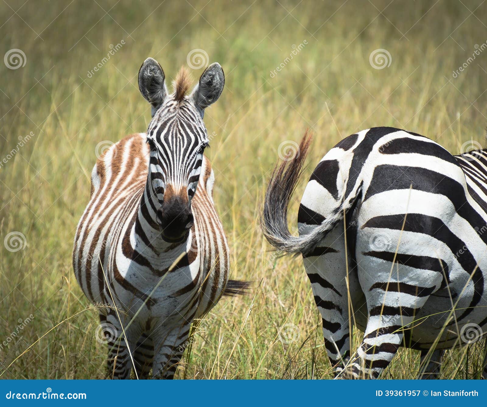 Burro Da Zebra Sobre a Cara Imagem de Stock - Imagem de savana, listras ...