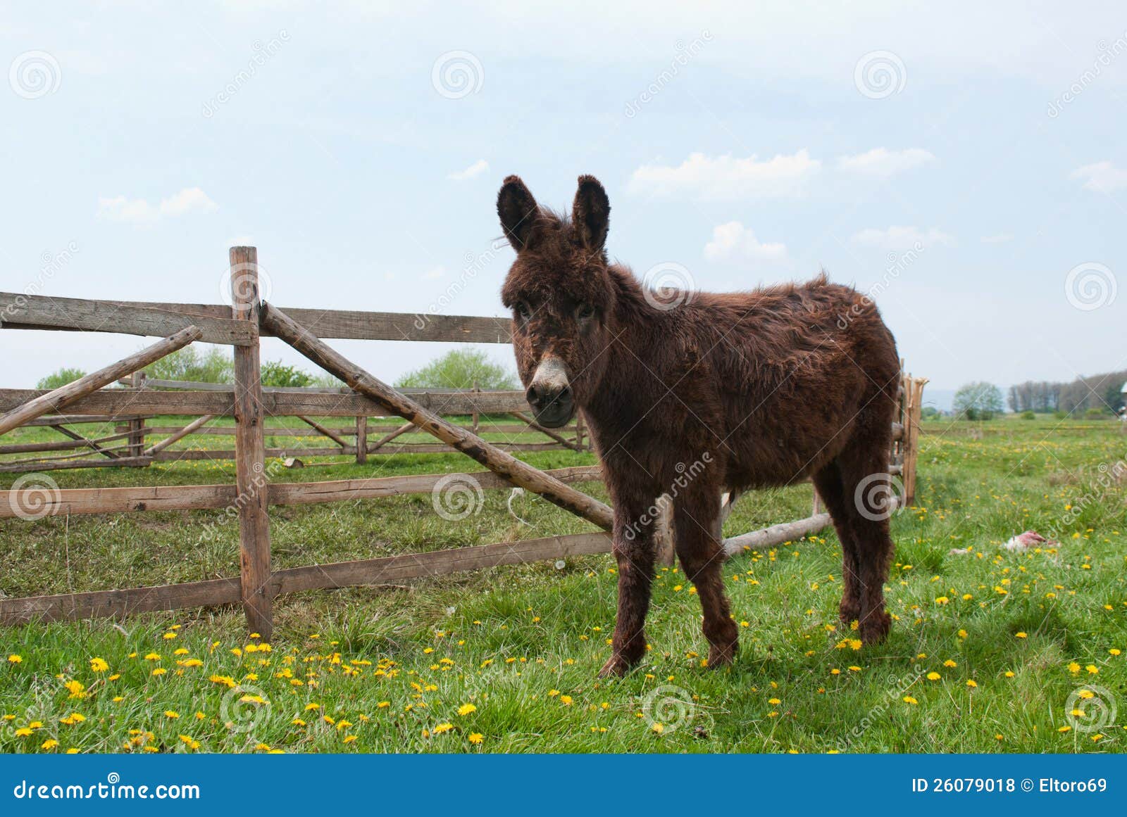 Burro de Brown foto de archivo. Imagen de agricultura - 26079018