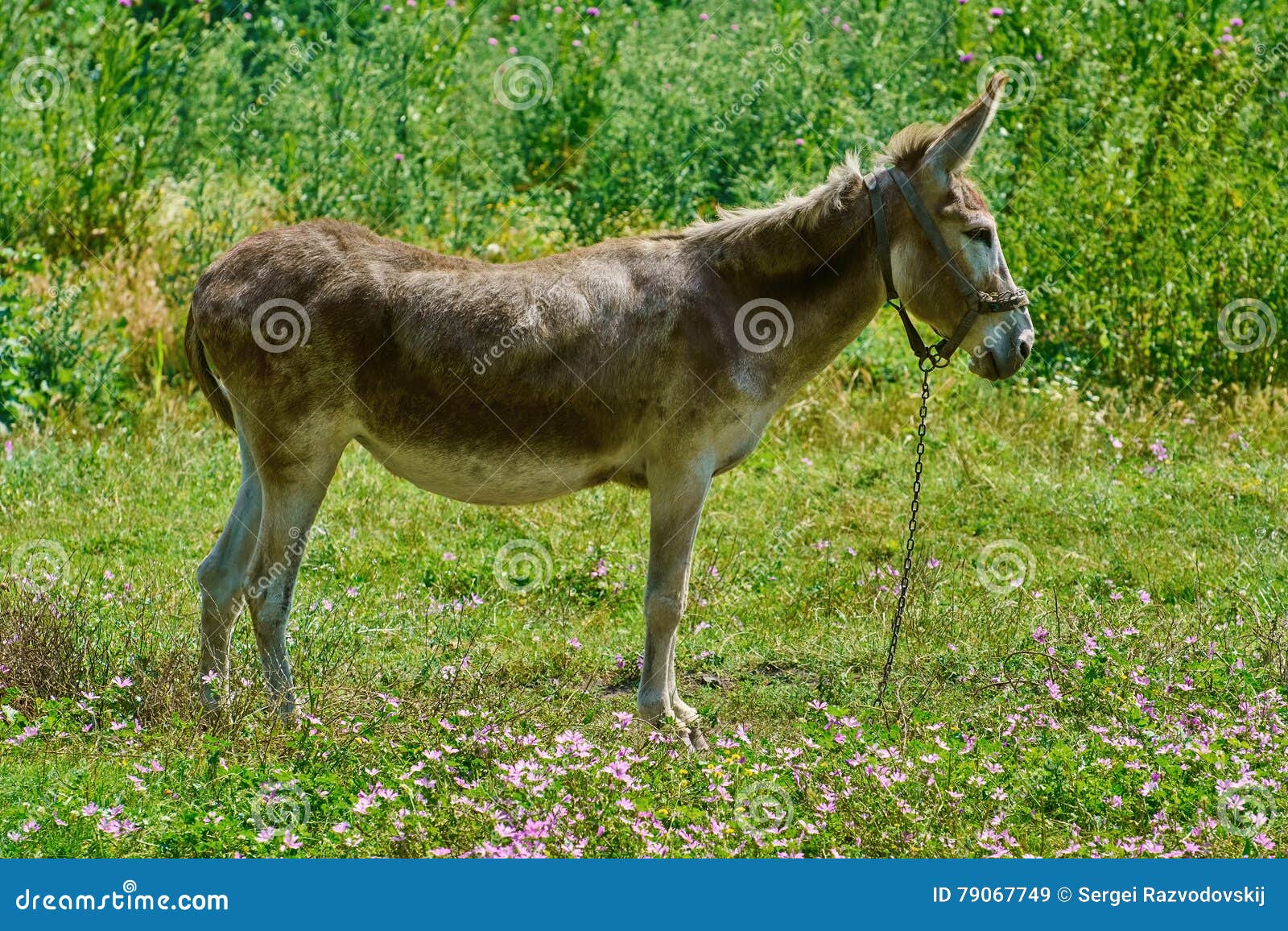 Burro de Brown en pasto imagen de archivo. Imagen de paquete - 79067749