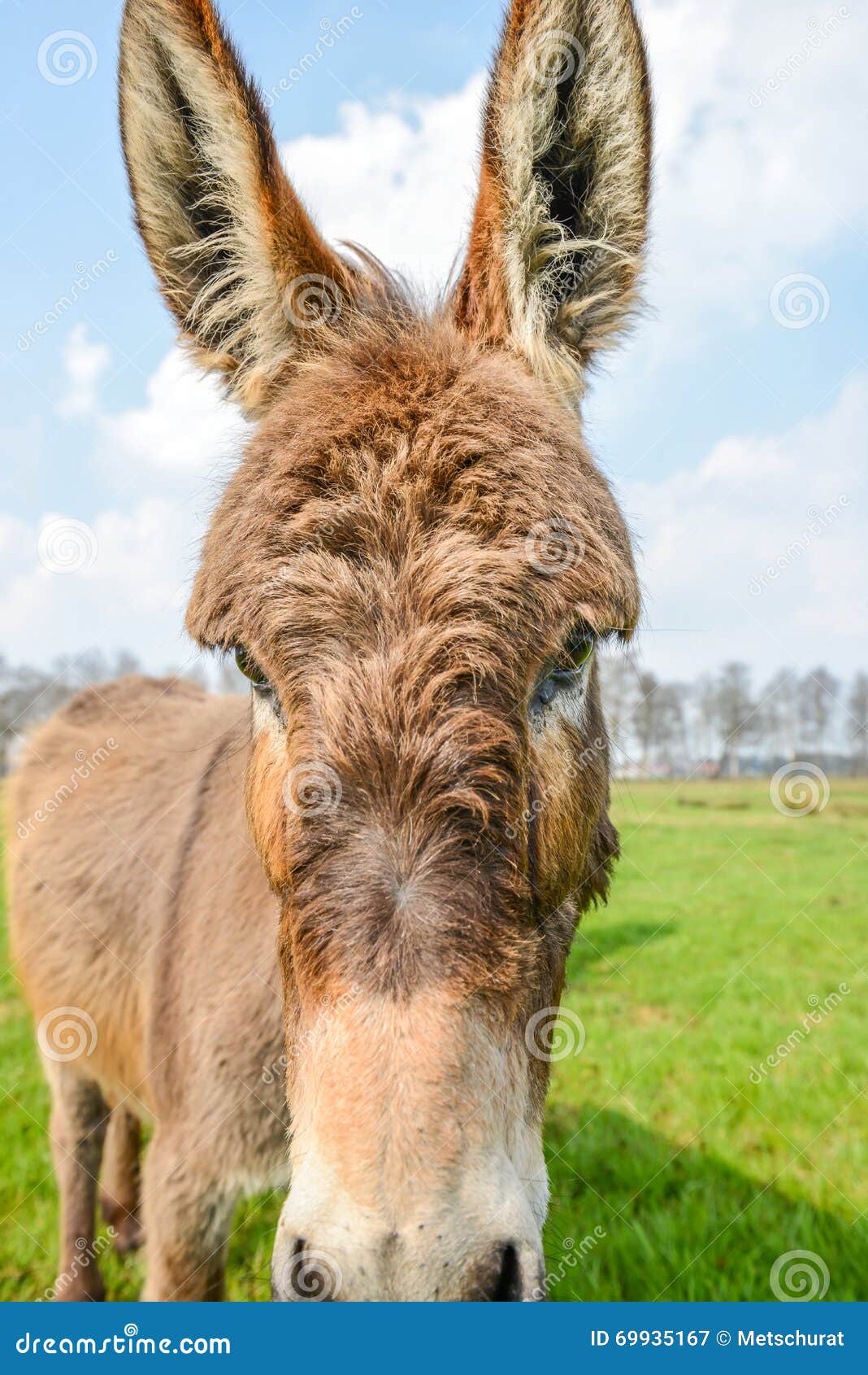 Burro de Brown que le mira imagen de archivo. Imagen de burro - 69935167