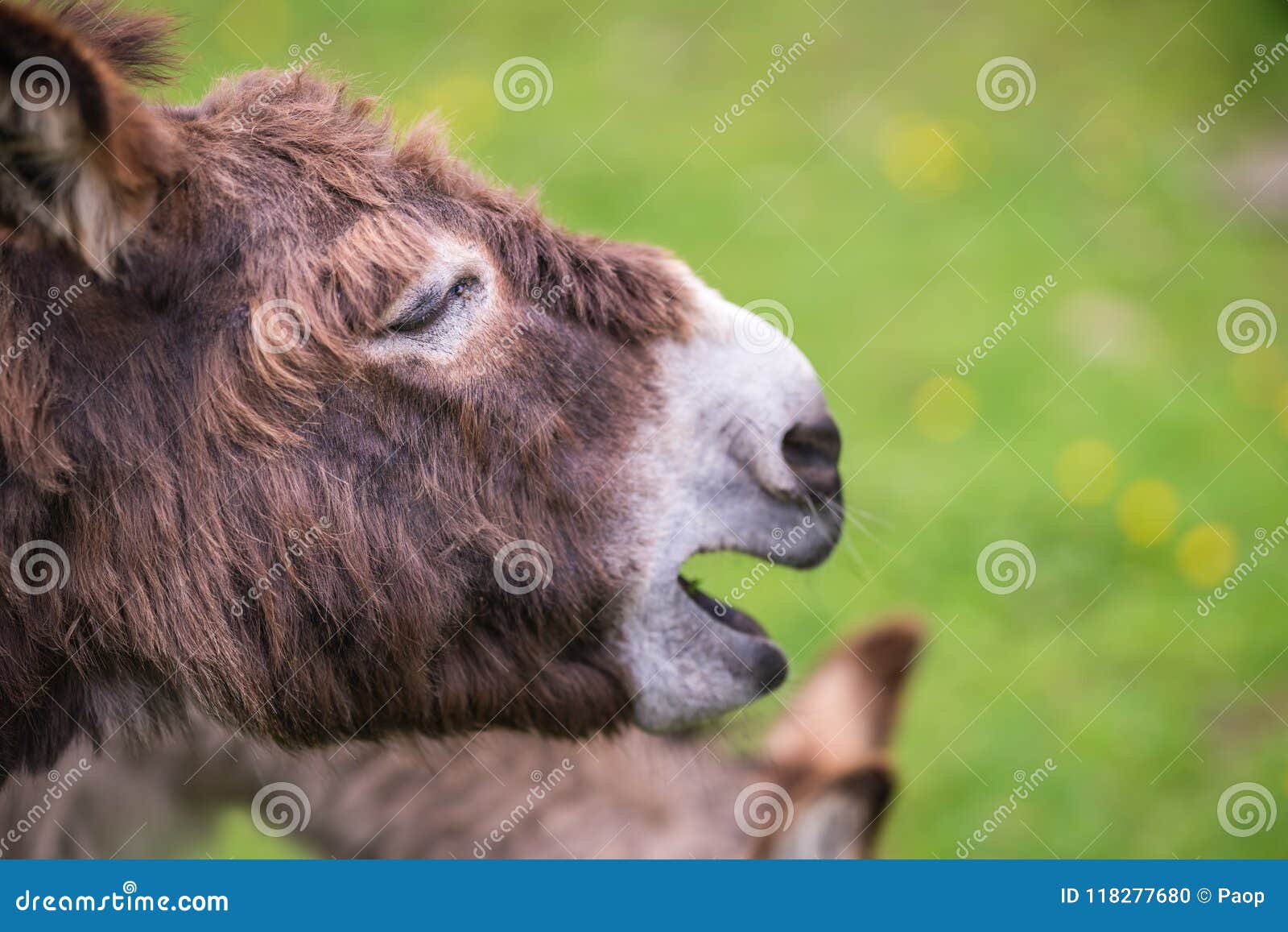 Burro de grito en un prado foto de archivo. Imagen de animal - 118277680