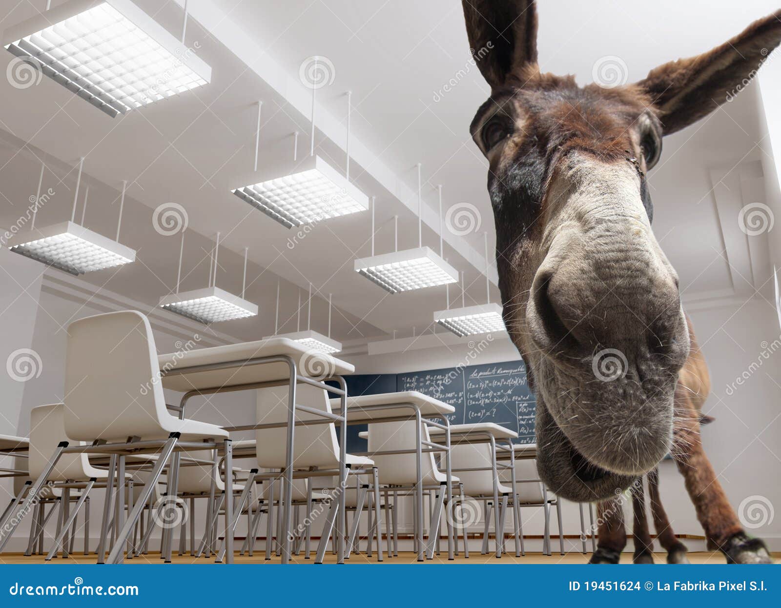 Burro de la sala de clase foto de archivo. Imagen de obstinado - 19451624