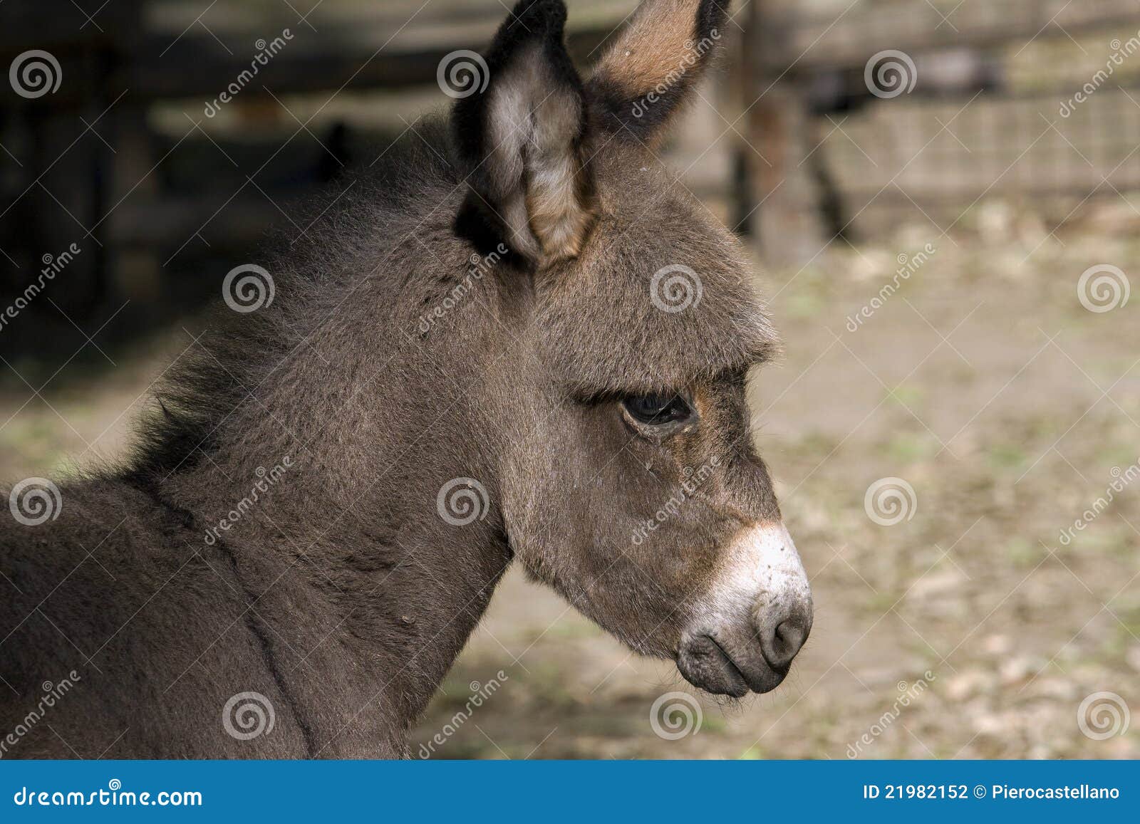 Burro del bebé foto de archivo. Imagen de joven, granja - 21982152