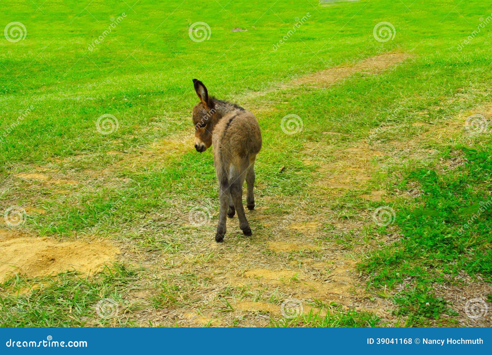 Burro del bebé foto de archivo. Imagen de mula, potro - 39041168