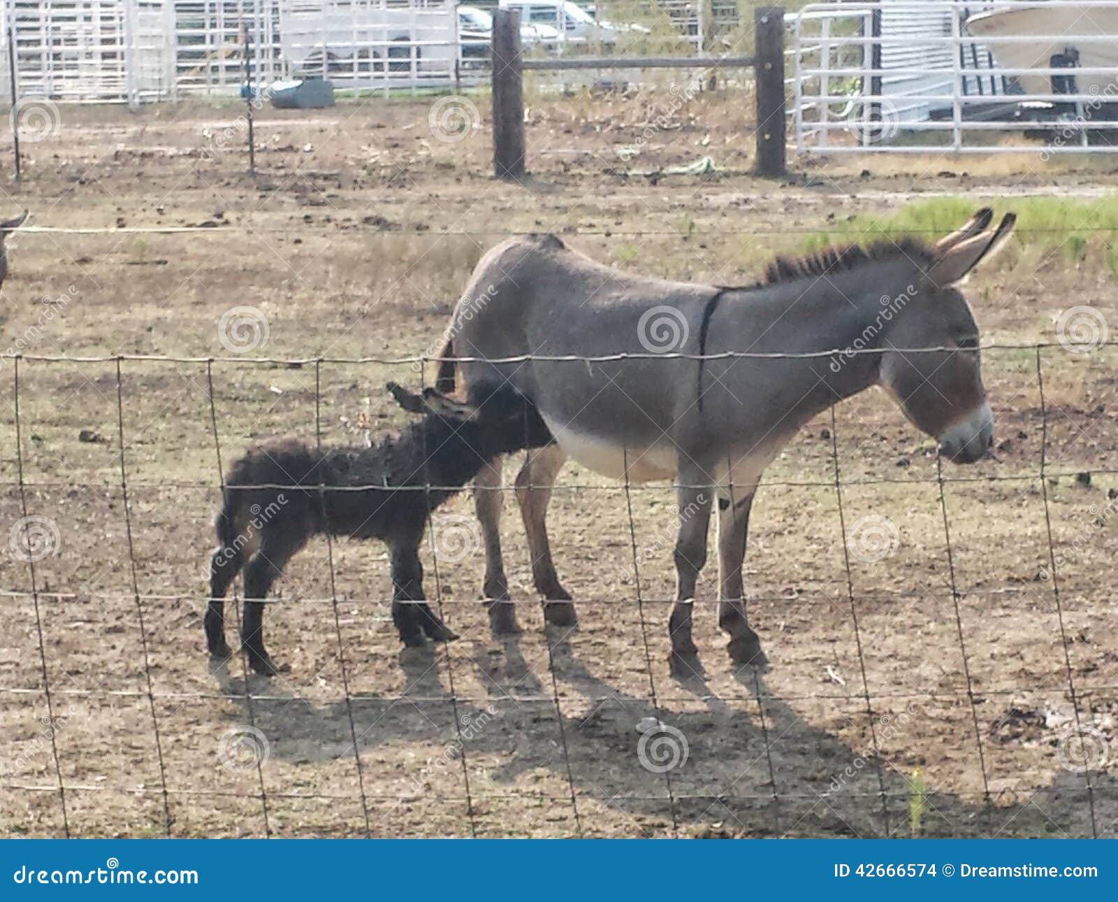 Burro del bebé foto de archivo. Imagen de burro, eating - 42666574