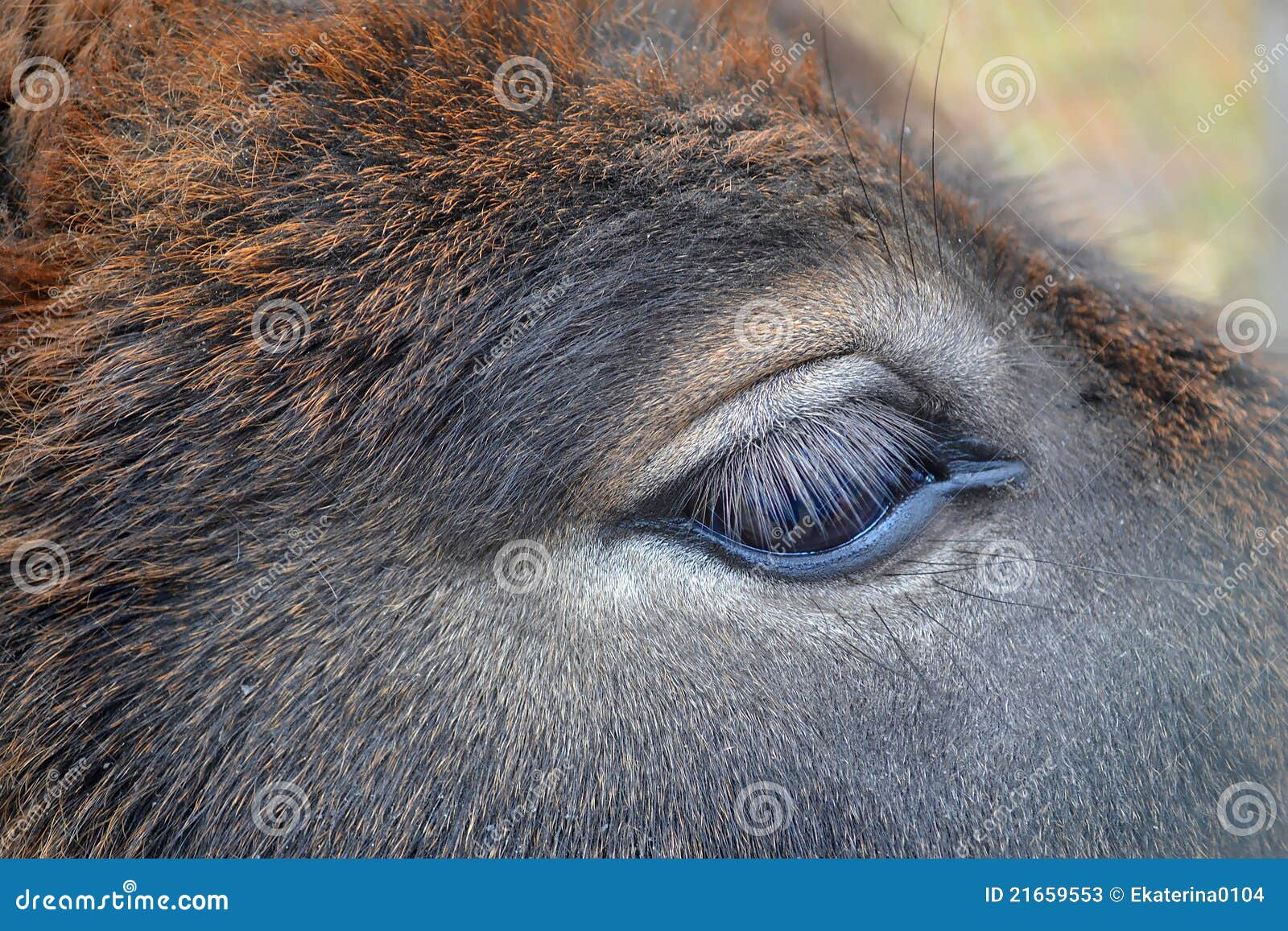 Burro del ojo imagen de archivo. Imagen de macro, granja - 21659553