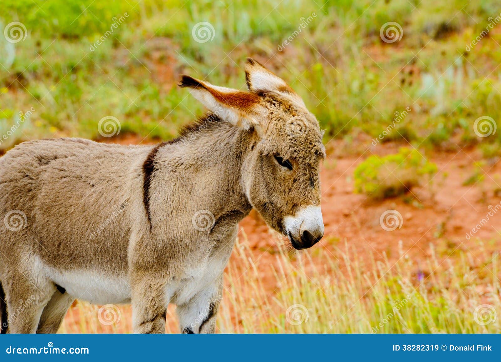 Burro do bebê imagem de stock. Imagem de cliente, bebê - 38282319