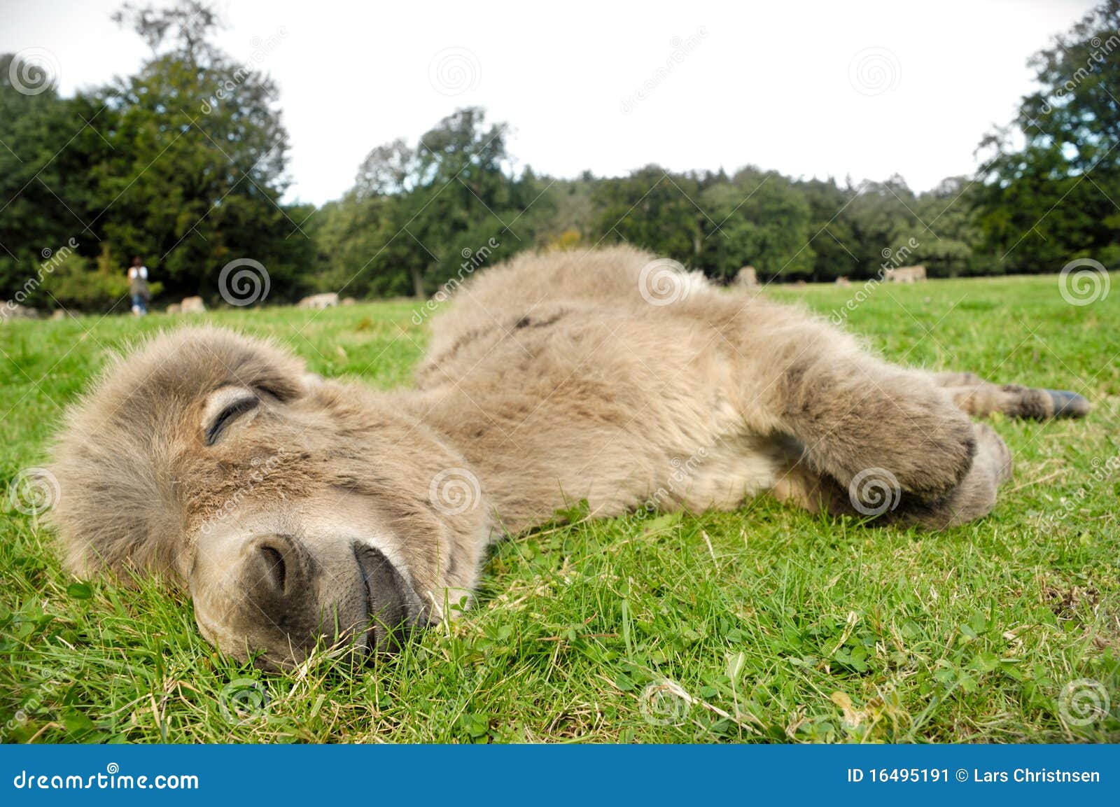 Burro el dormir imagen de archivo. Imagen de animal, agotado - 16495191