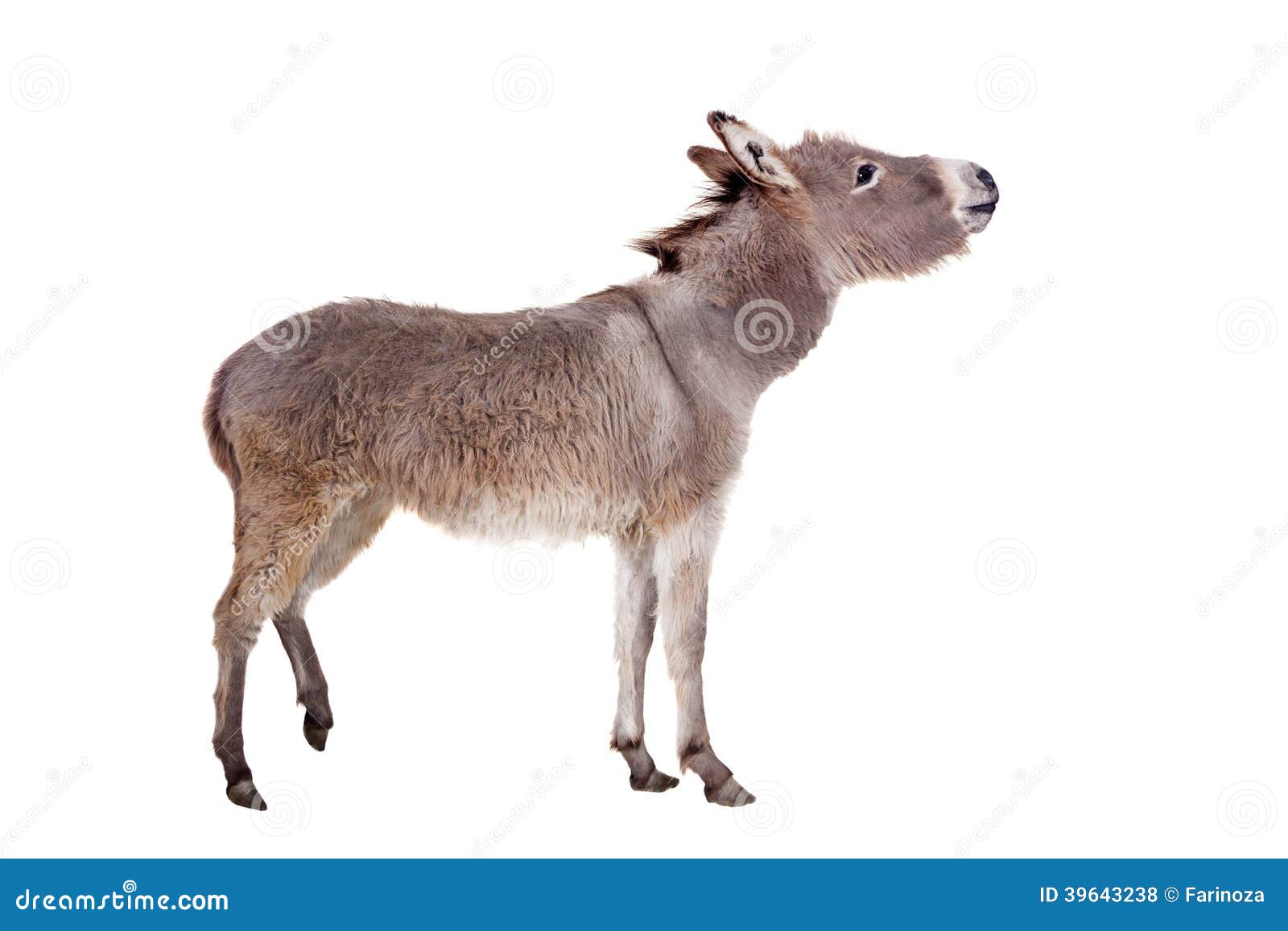 Burro en blanco foto de archivo. Imagen de mutilar, burro - 39643238