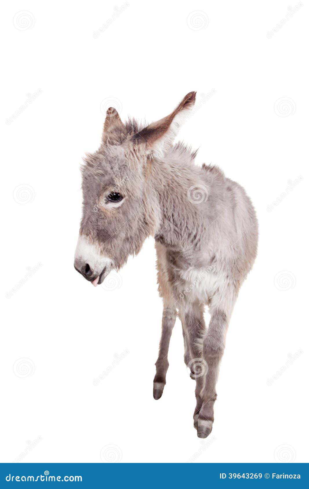 Burro en blanco imagen de archivo. Imagen de pasto, lindo - 39643269