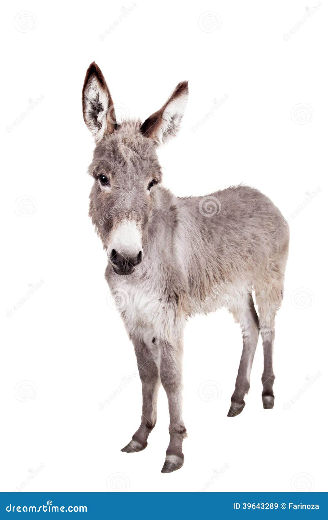Burro en blanco imagen de archivo. Imagen de criatura - 39643289