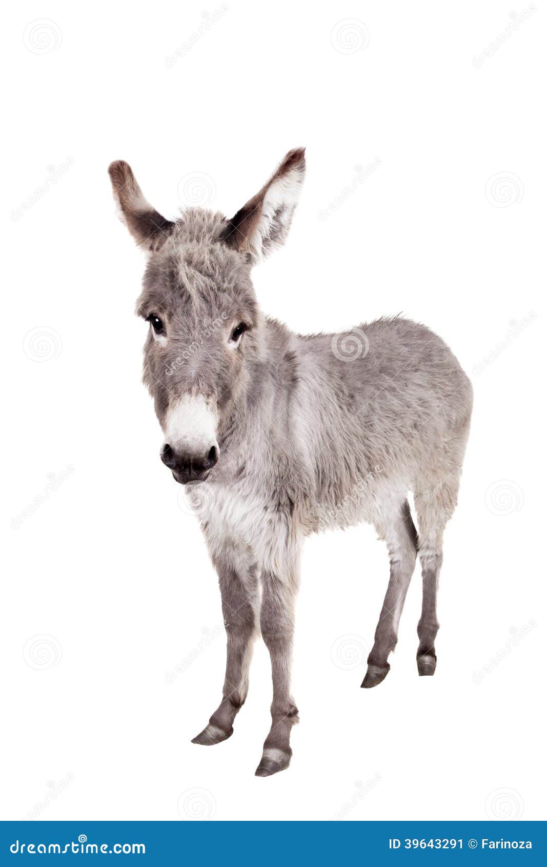Burro en blanco imagen de archivo. Imagen de herbivoro - 39643291