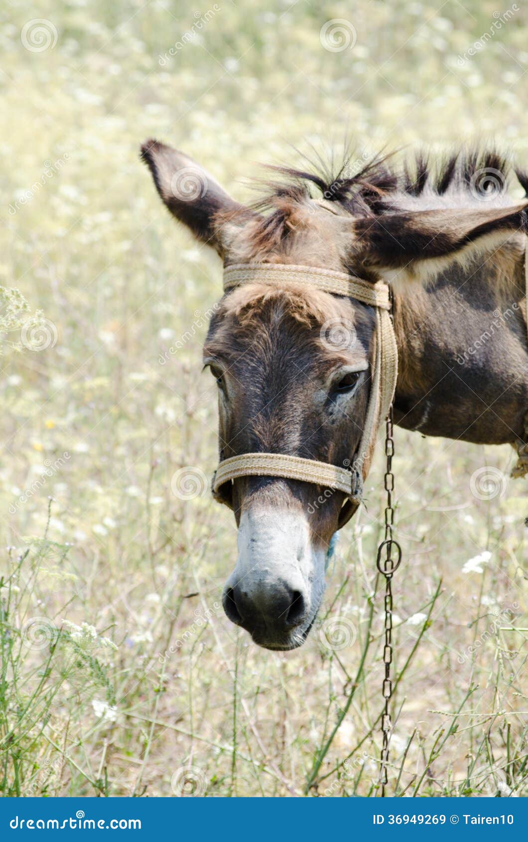 Burro en el campo imagen de archivo. Imagen de cubo, piel - 36949269