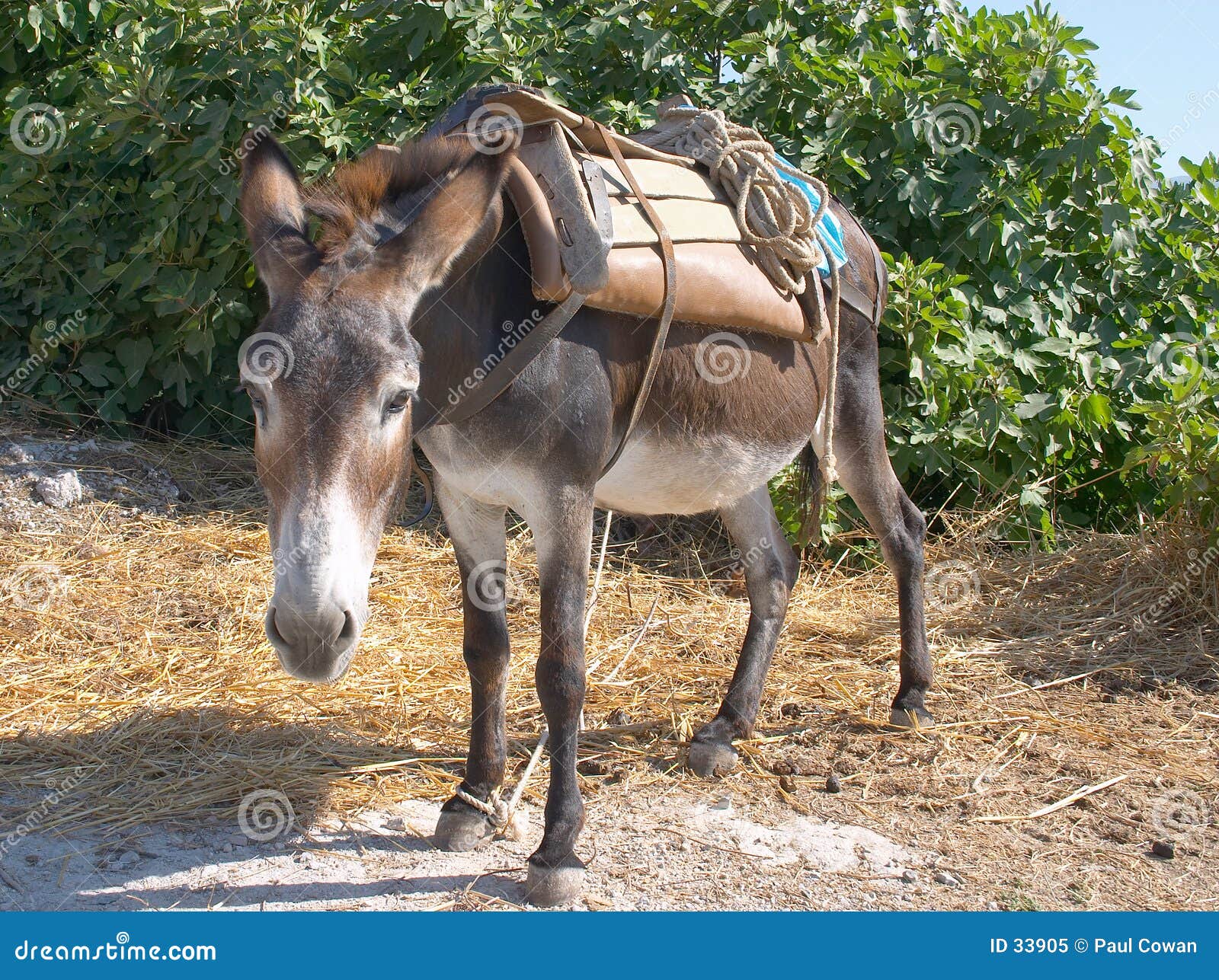 Burro en el trabajo imagen de archivo. Imagen de atado, animal - 33905