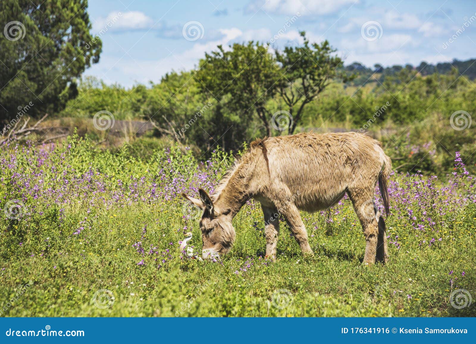 Burro En Granja En Puntaala Foto de archivo - Imagen de hierba, prado ...