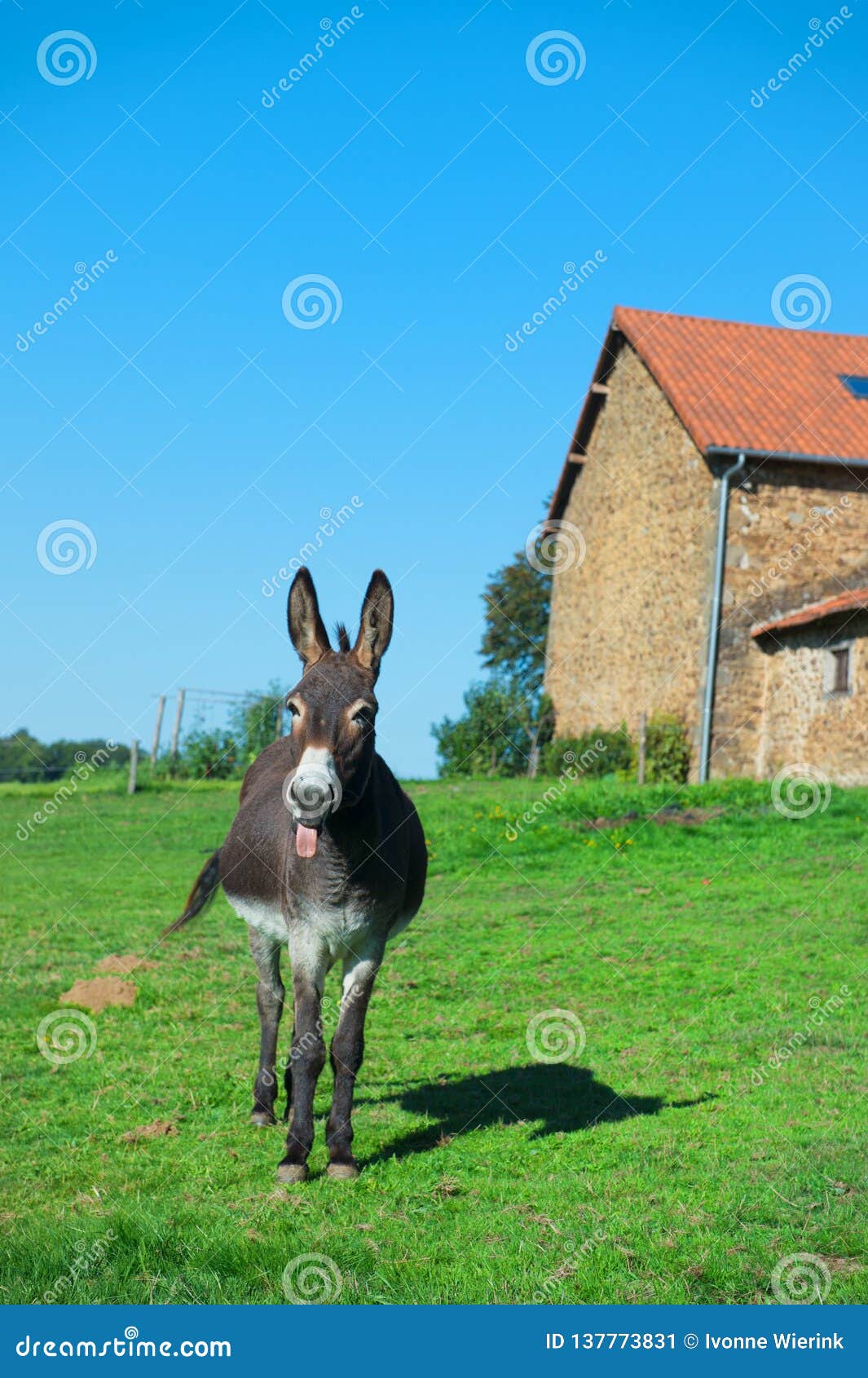Burro en la granja imagen de archivo. Imagen de animal - 137773831