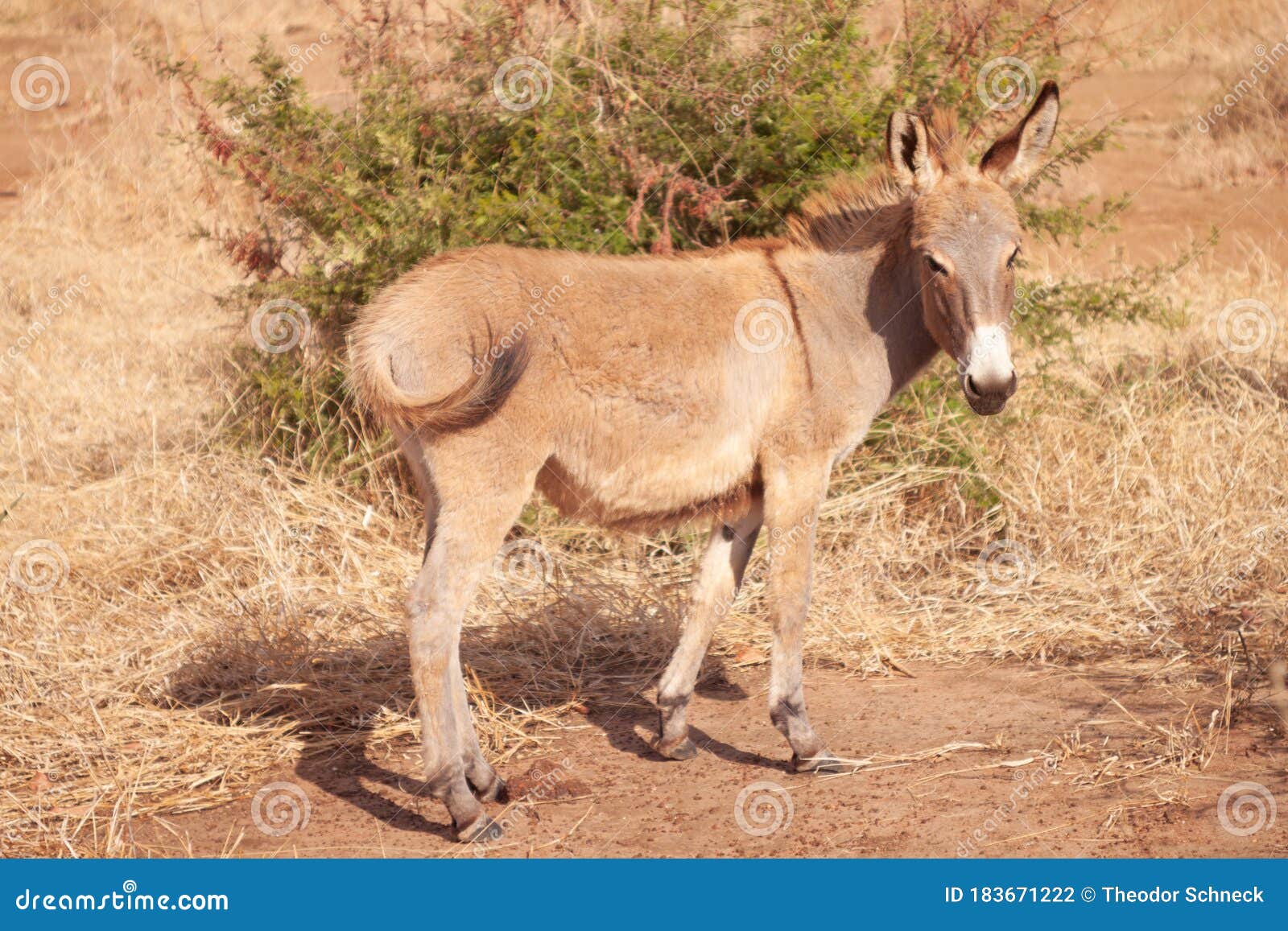Burro En La Sabana Africana Foto de archivo - Imagen de yermo, fauna ...