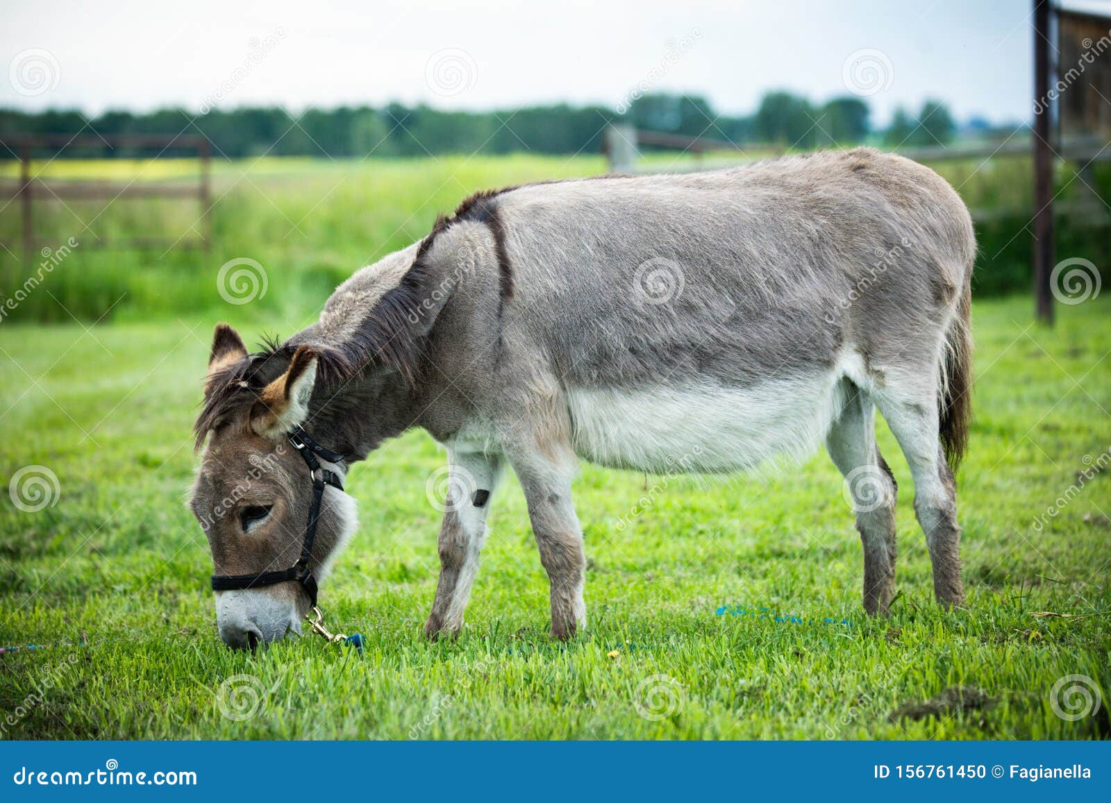 Burro En Miniatura Con Pasto En Una Pradera Imagen editorial - Imagen ...