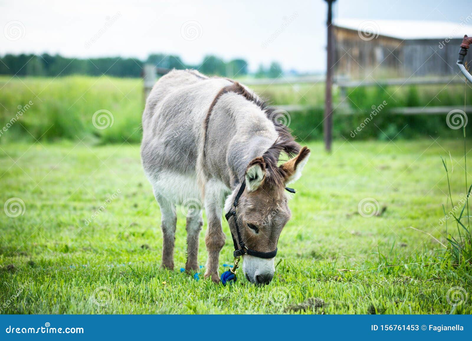 Burro En Miniatura Con Pasto En Una Pradera Imagen de archivo - Imagen ...