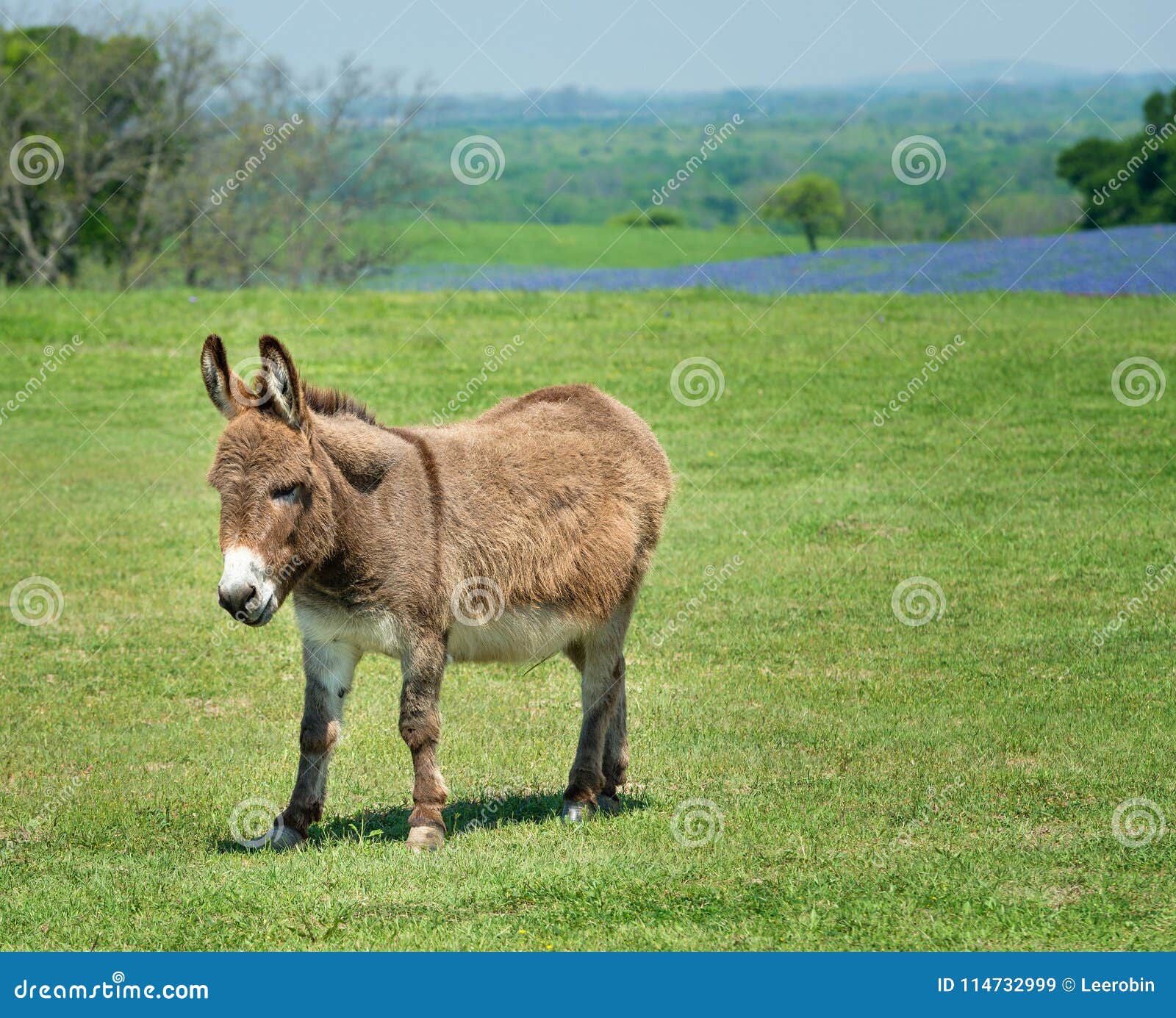 Burro En Pasto Verde De La Primavera Imagen de archivo - Imagen de ...