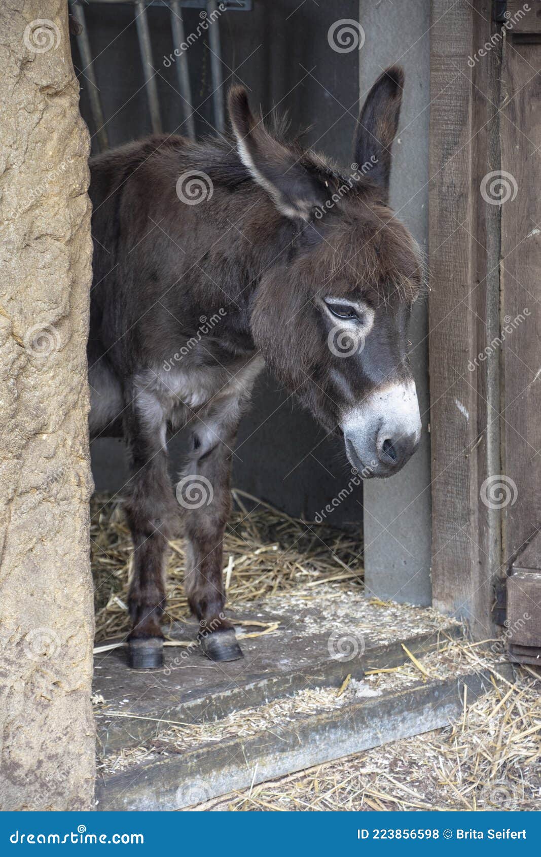 Burro En Tristeza Triste Retrato De Burro Foto de archivo - Imagen de ...