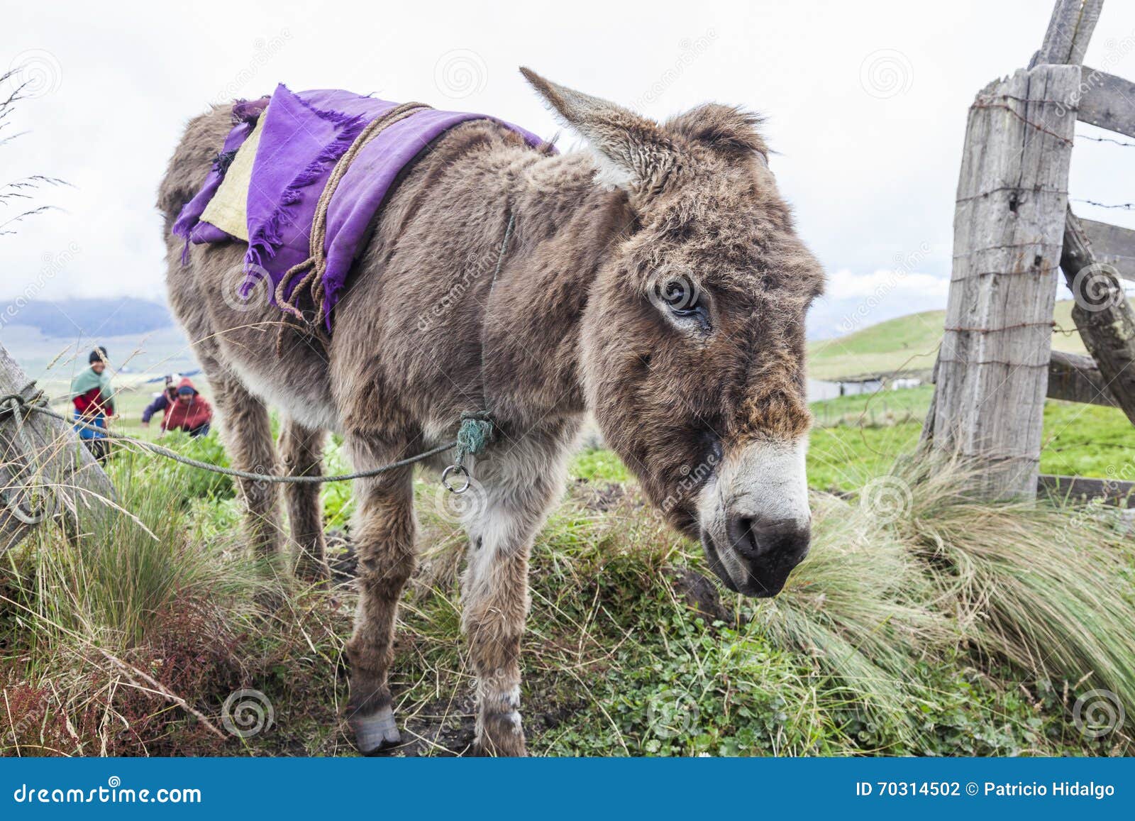 Burro En Una Granja Ecuatoriana Foto de archivo - Imagen de manteca ...