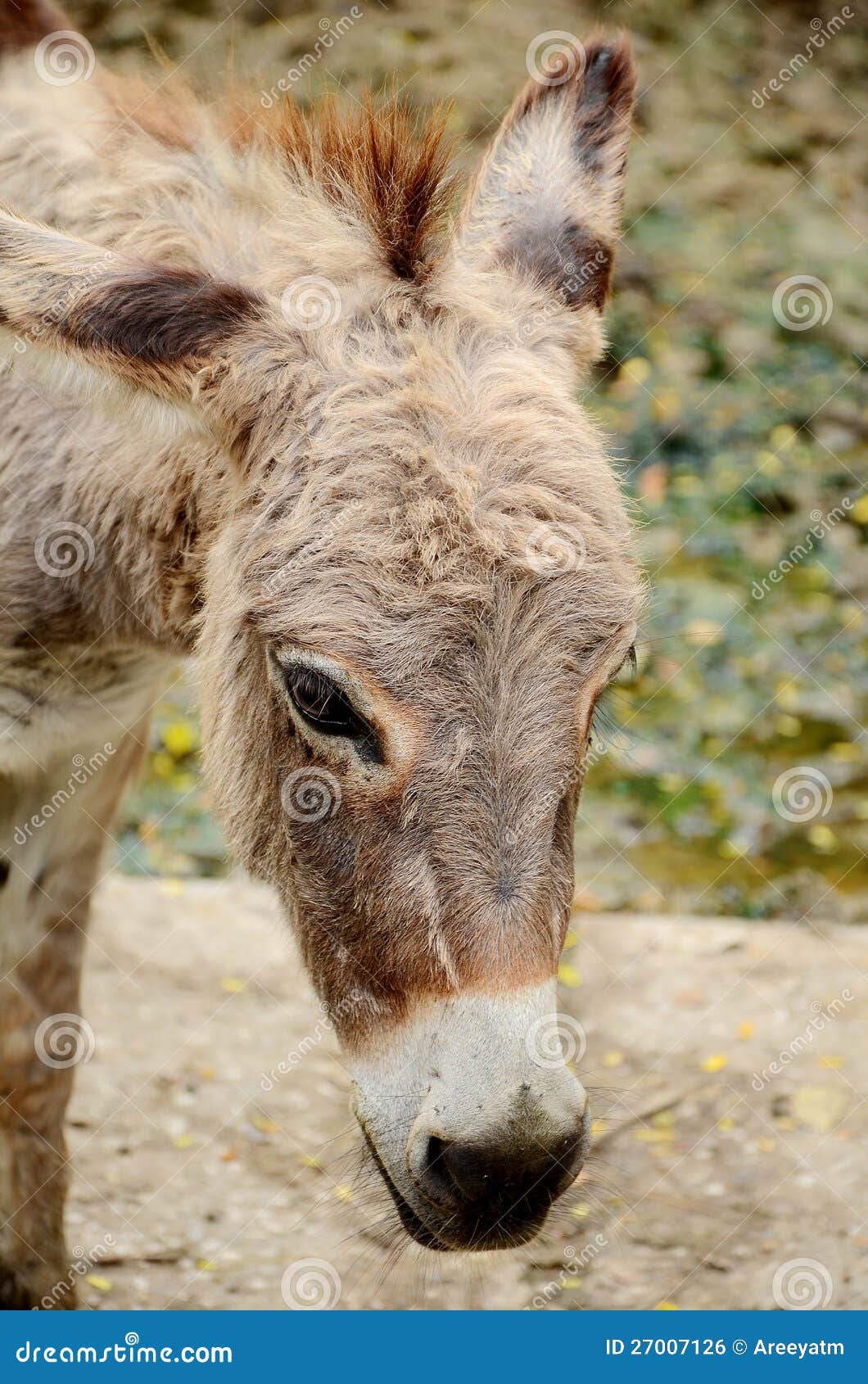 Burro enano foto de archivo. Imagen de burro, enano, hierba - 27007126