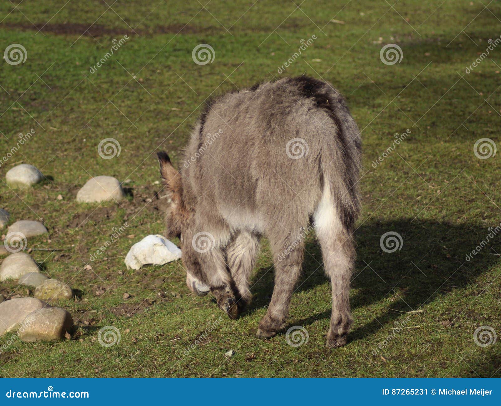 Burro enano imagen de archivo. Imagen de cubo, gris, cautivo - 87265231