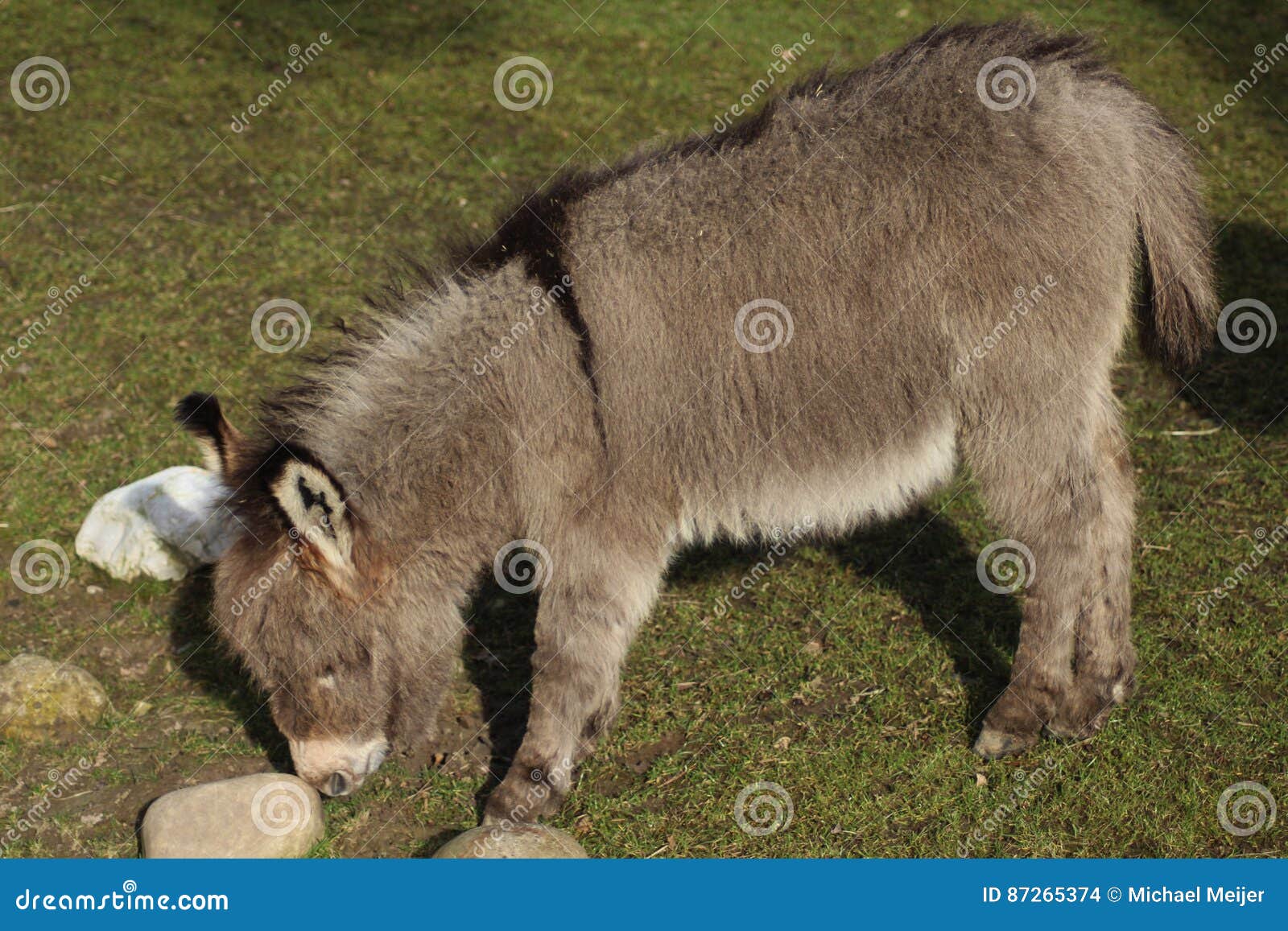 Burro enano foto de archivo. Imagen de comer, multitud - 87265374