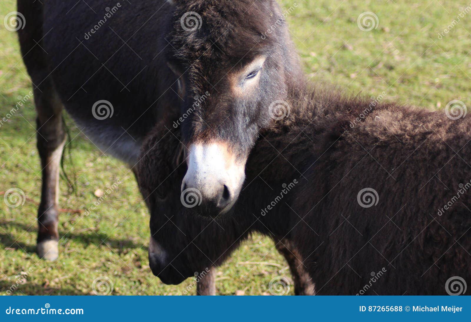 Burro enano dos foto de archivo. Imagen de cierre, amor - 87265688