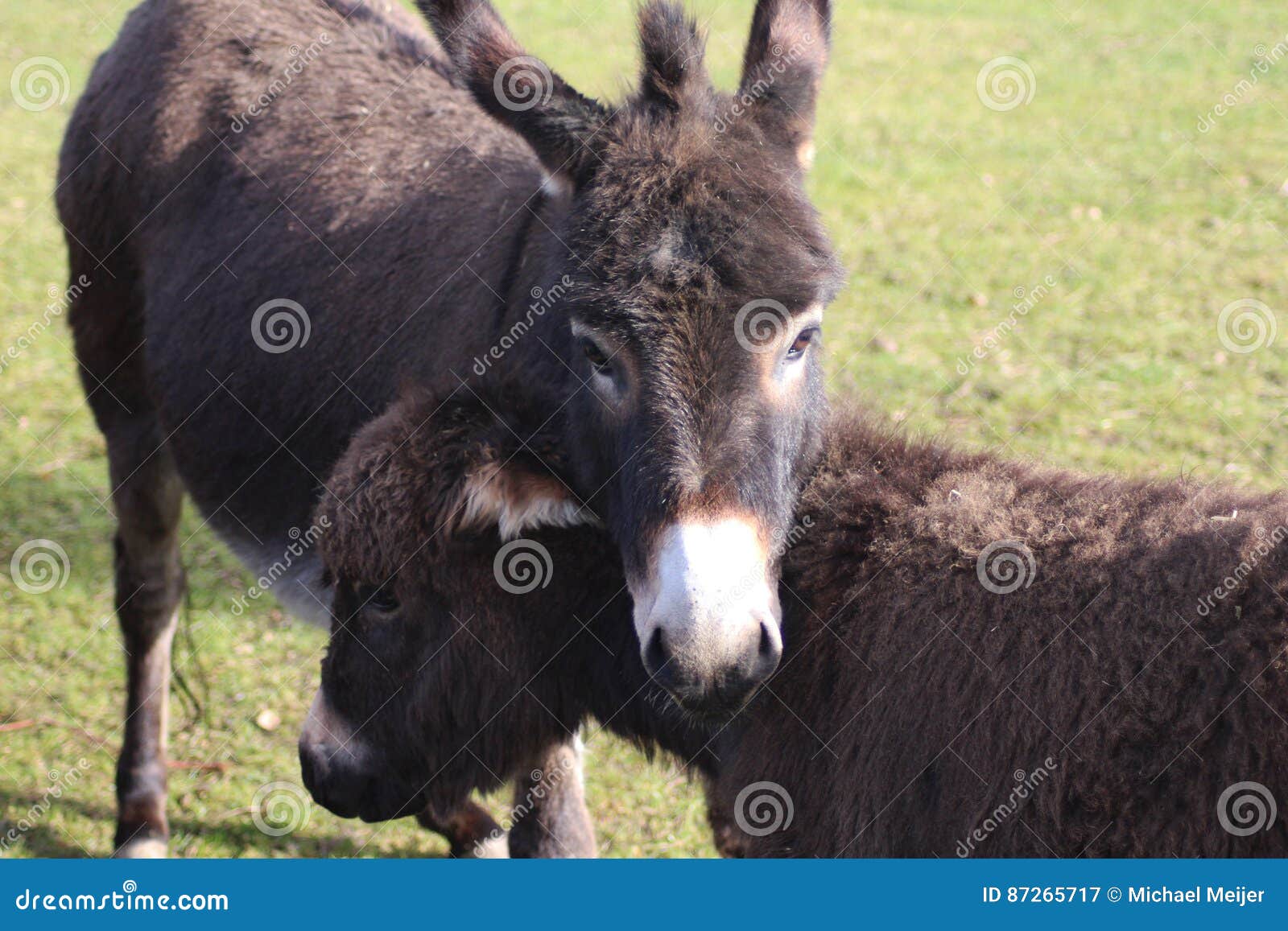 Burro enano dos imagen de archivo. Imagen de comer, cautiverio - 87265717