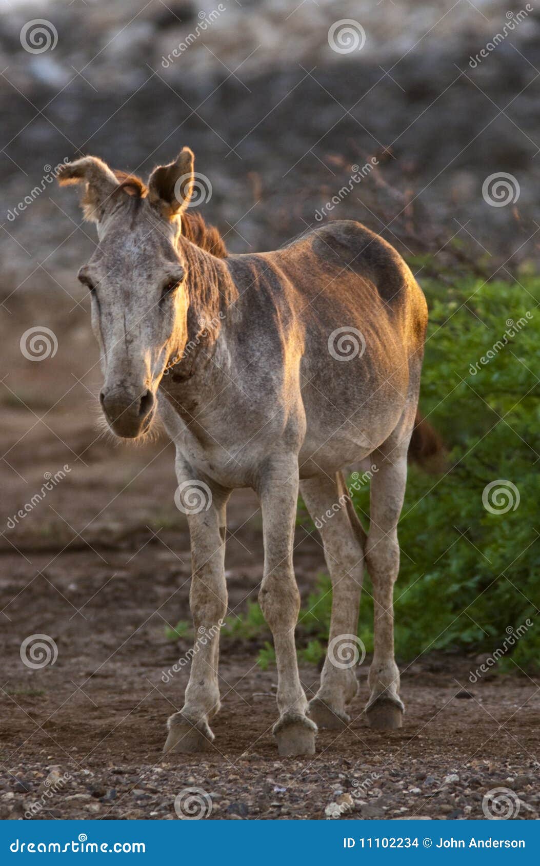 Burro español foto de archivo. Imagen de tropical, burro - 11102234