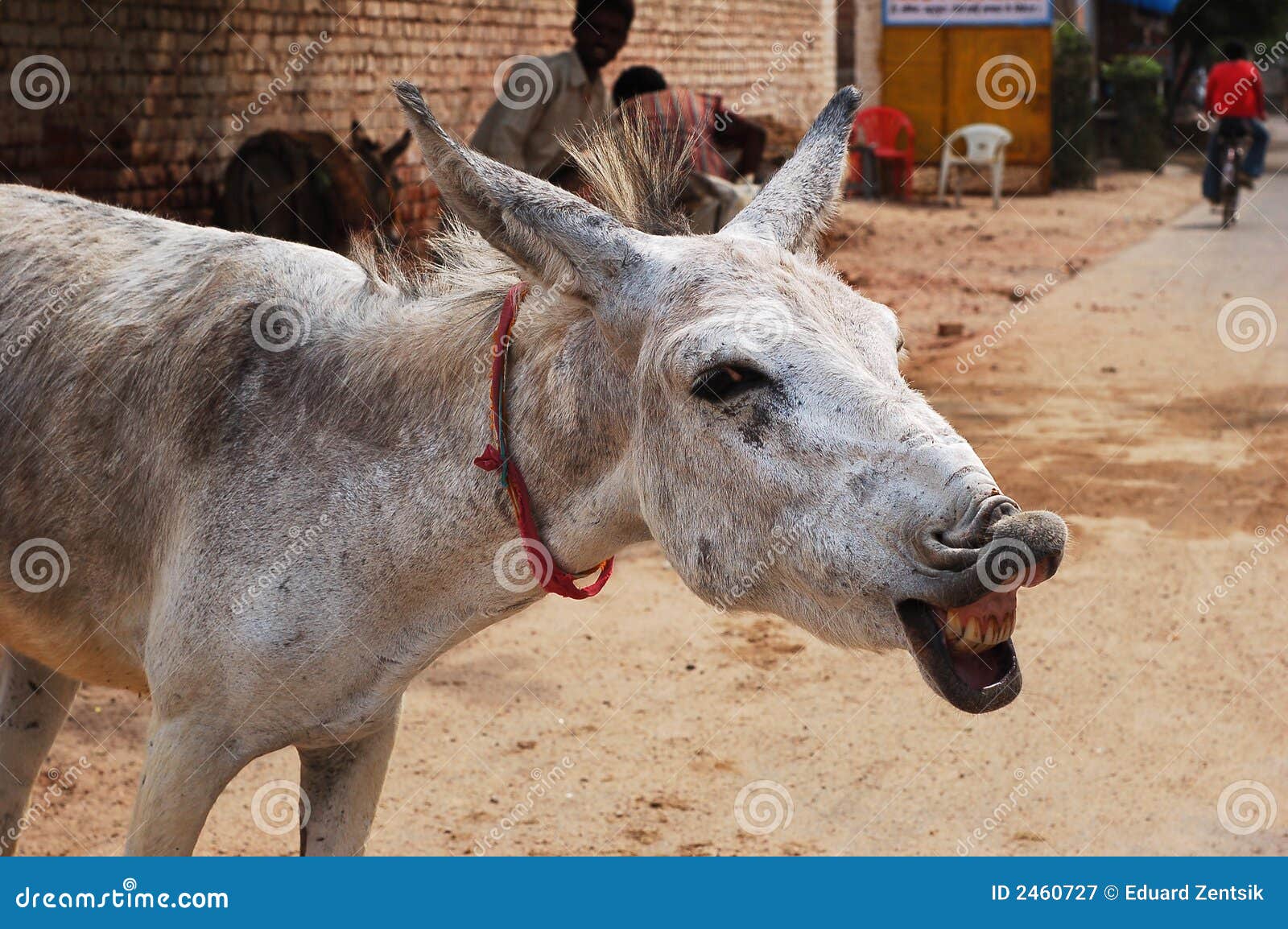 Burro feliz imagen de archivo. Imagen de pista, nublado - 2460727