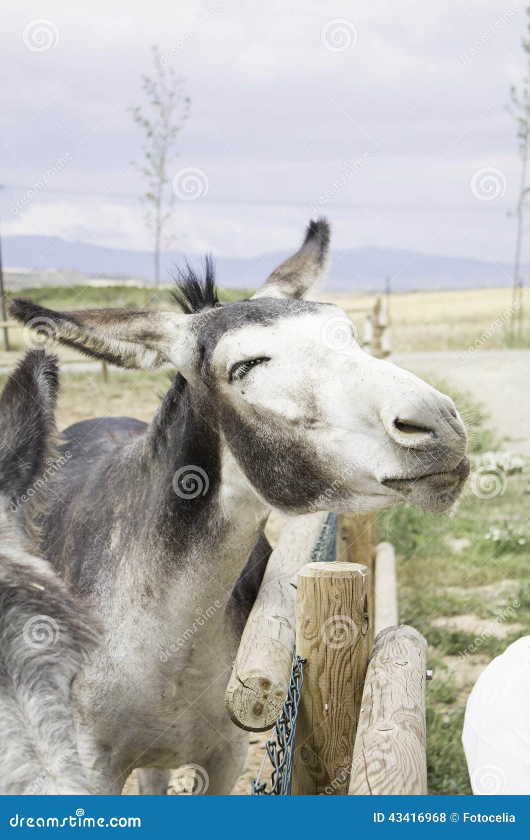 Burro feliz foto de archivo. Imagen de animal, agricultura - 43416968
