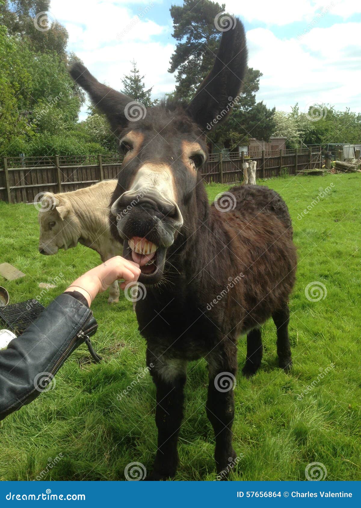 Burro feliz foto de archivo. Imagen de nubes, sonrisa - 57656864