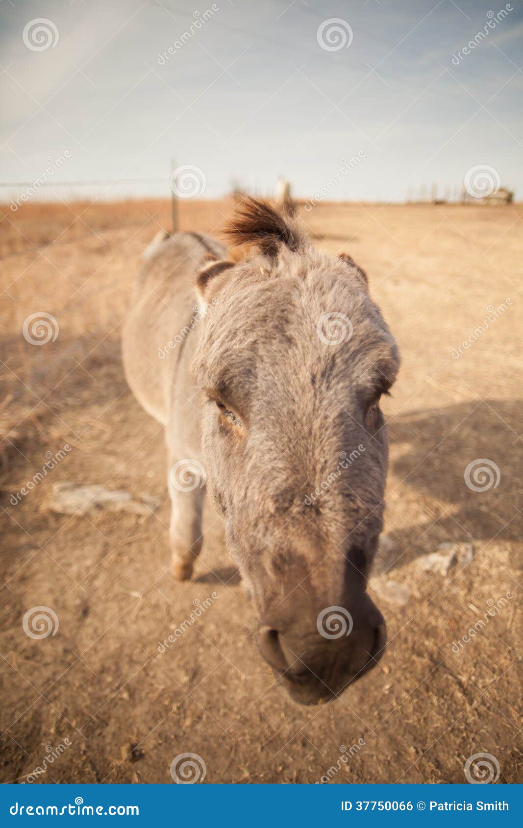 Burro feo foto de archivo. Imagen de domesticado, miniatura - 37750066