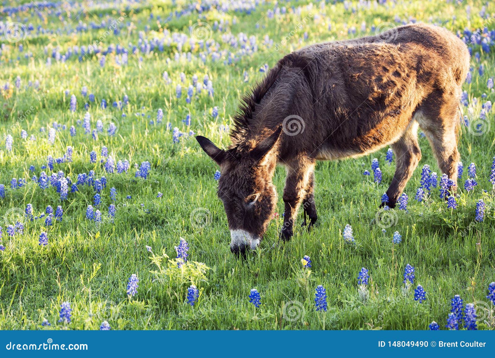 Burro Grazing in a Bluebonnet Filled Meadow Stock Photo - Image of ...