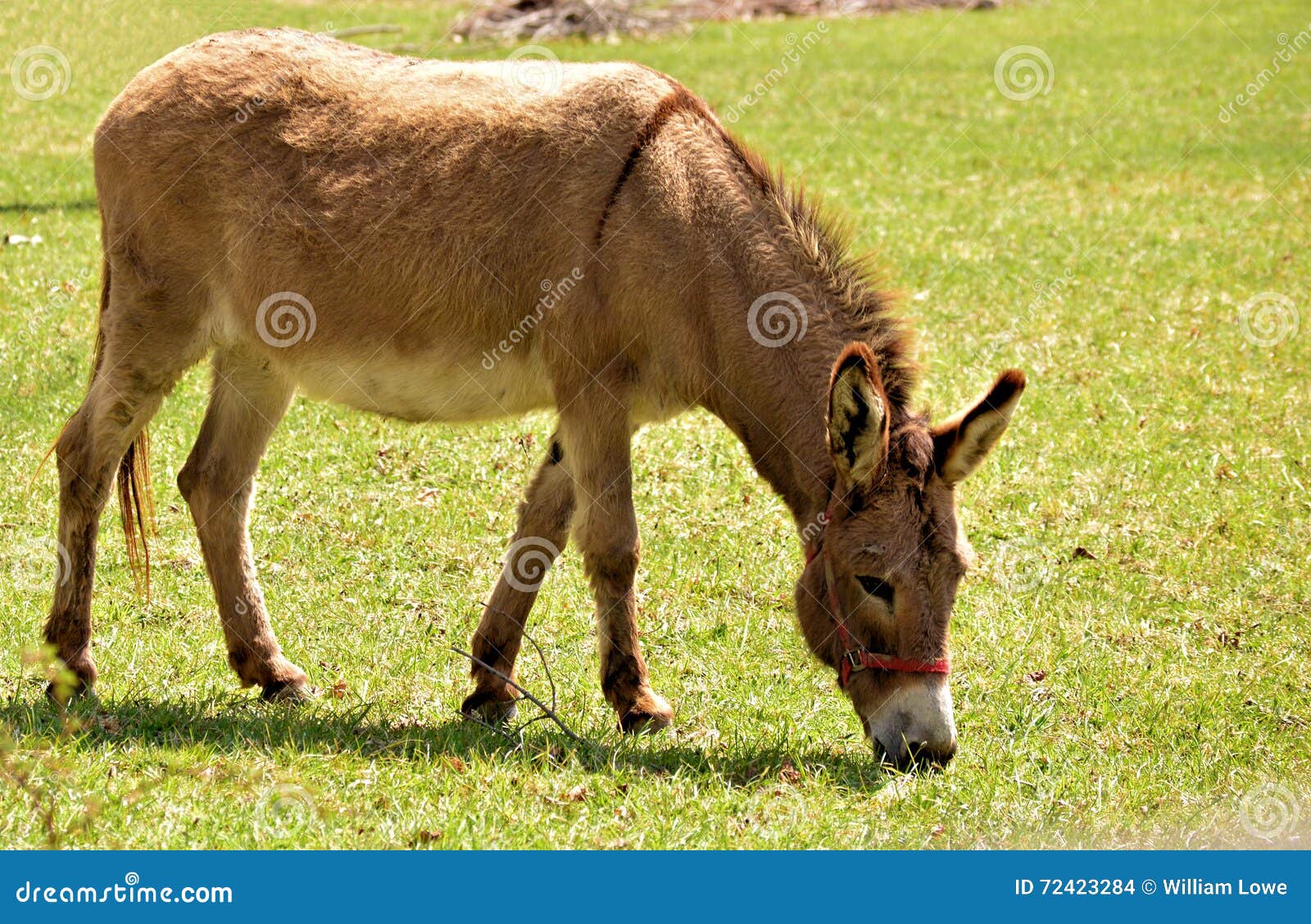 Burro grazing stock photo. Image of farm, burro, brown - 72423284