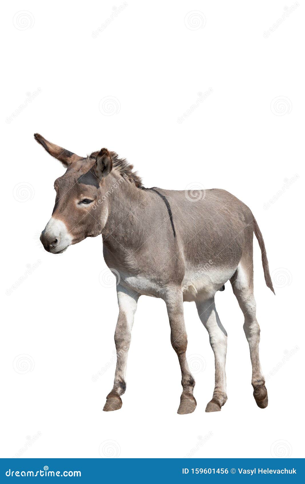 Burro isolado em branco foto de stock. Imagem de escuro - 159601456