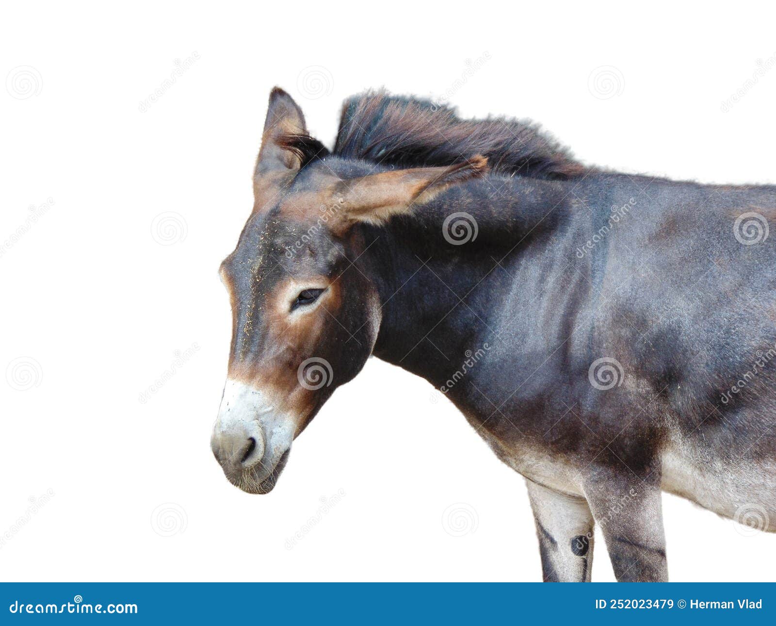 Burro Isolado Em Fundo Branco Imagem de Stock - Imagem de fundo, branco ...