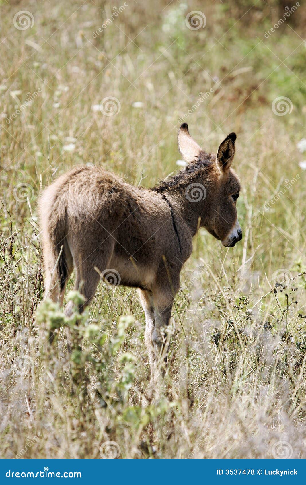 Burro joven foto de archivo. Imagen de granja, rancho - 3537478