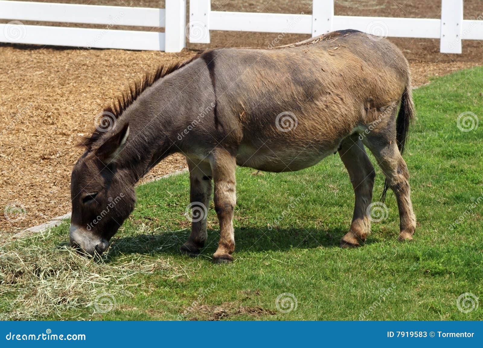 Burro Joven (asinus Del Equus) Imagen de archivo - Imagen de manteca ...