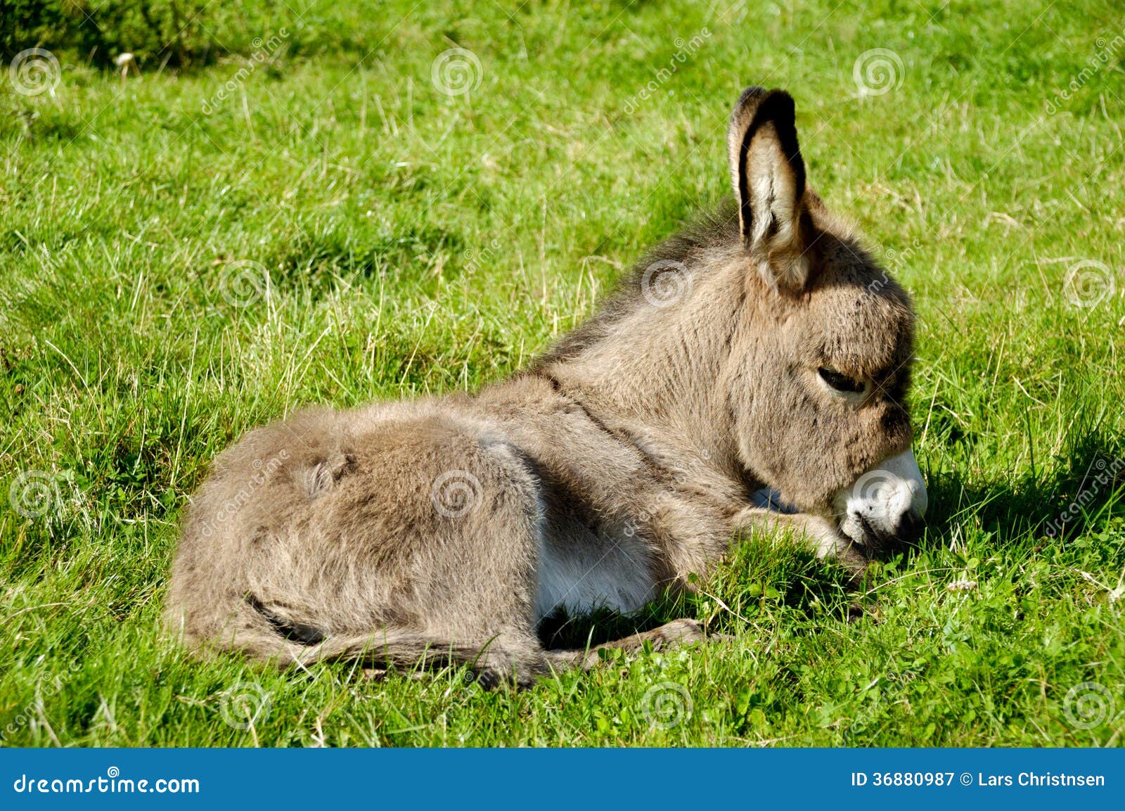 Burro Joven Que Come La Hierba Imagen de archivo - Imagen de comer ...