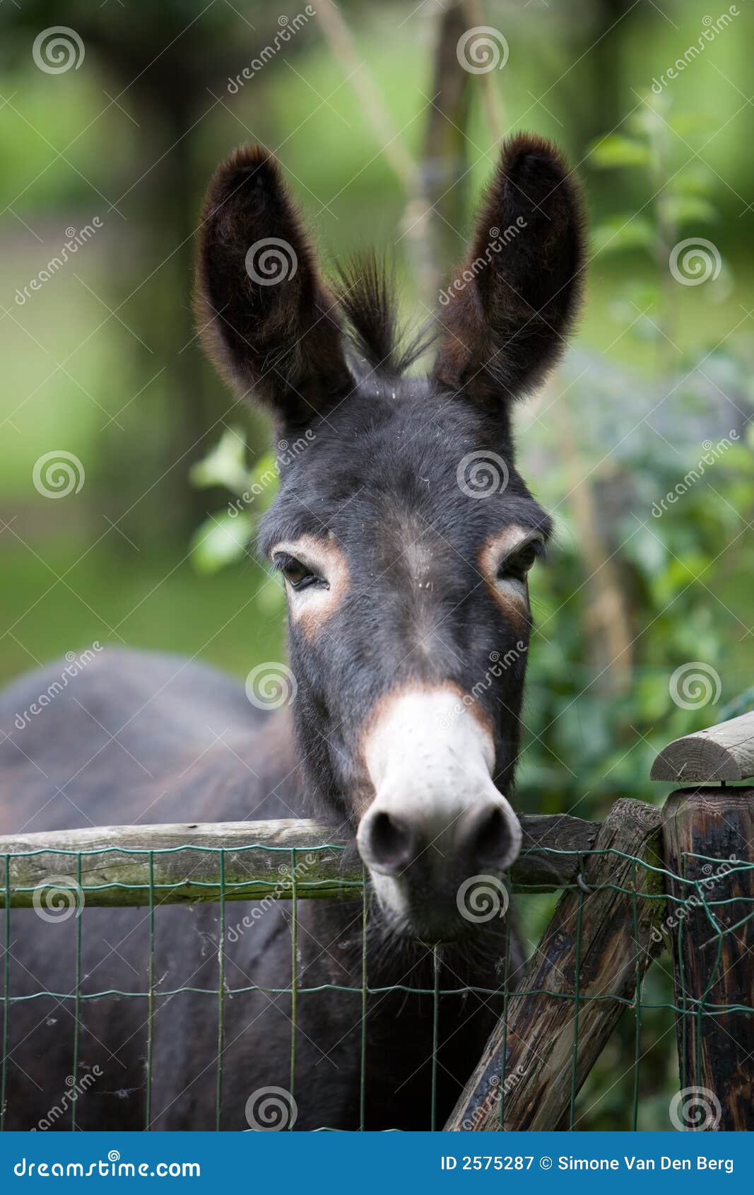 10,534 Burro Bonito Fotos de stock - Fotos libres de regalías de Dreamstime