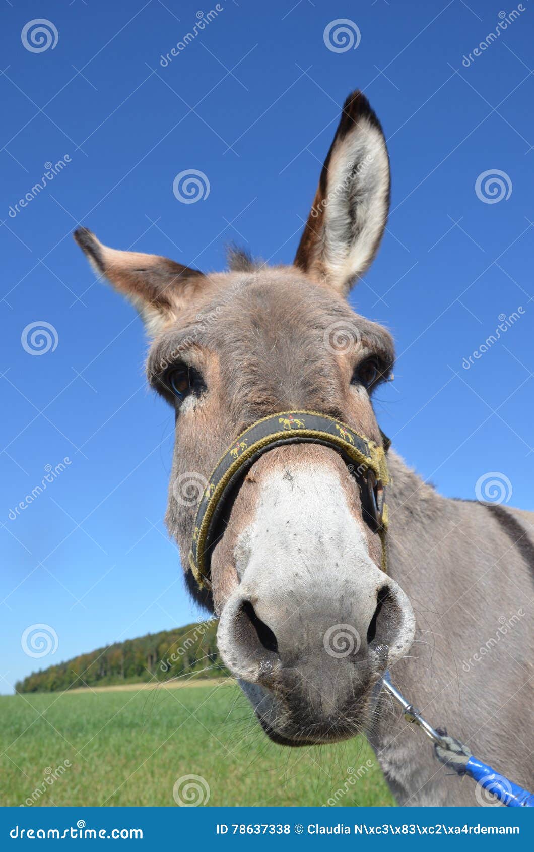 Burro lindo foto de archivo. Imagen de cielo, afuera - 78637338