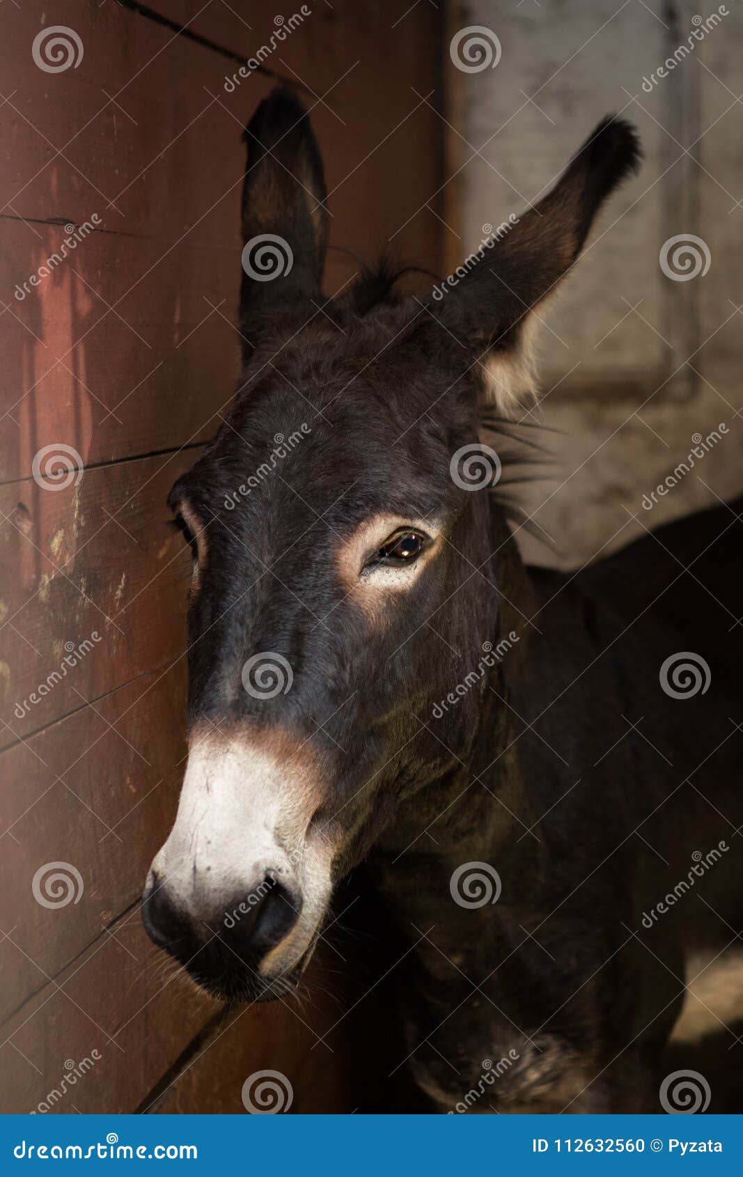Burro Marrón Hermoso En Una Parada Estable Foto de archivo - Imagen de ...