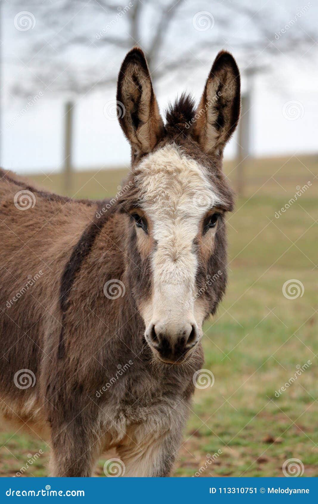 Burro miniatura imagen de archivo. Imagen de resorte - 113310751