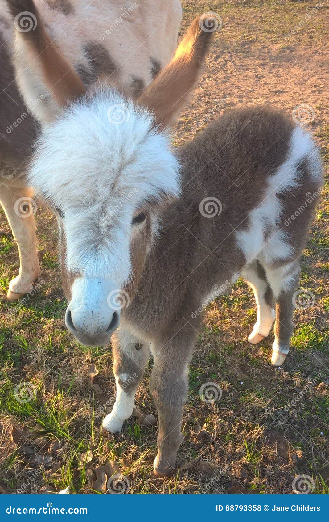 Burro miniatura foto de archivo. Imagen de prados, sucio - 88793358