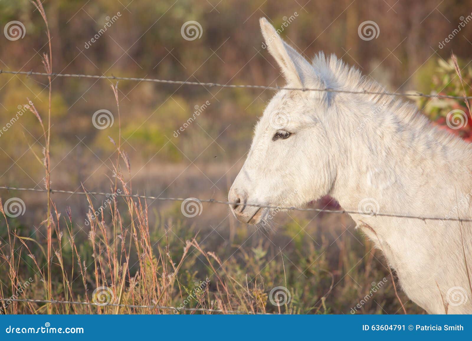 Burro Miniatura Blanco Alerta Imagen de archivo - Imagen de miniatura ...