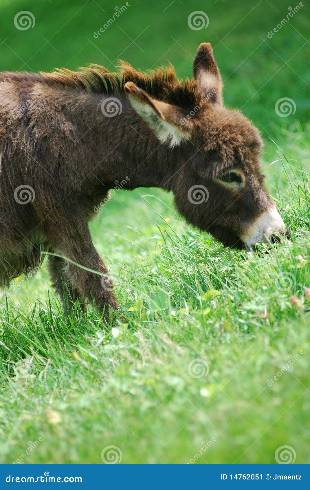 Burro miniatura en campo imagen de archivo. Imagen de america - 14762051